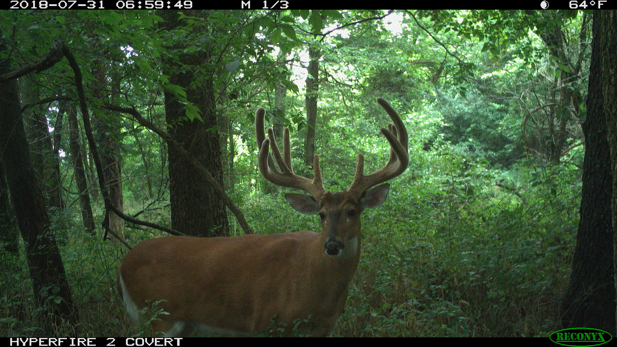 The Fork-Tined Buck - Higgins Outdoors