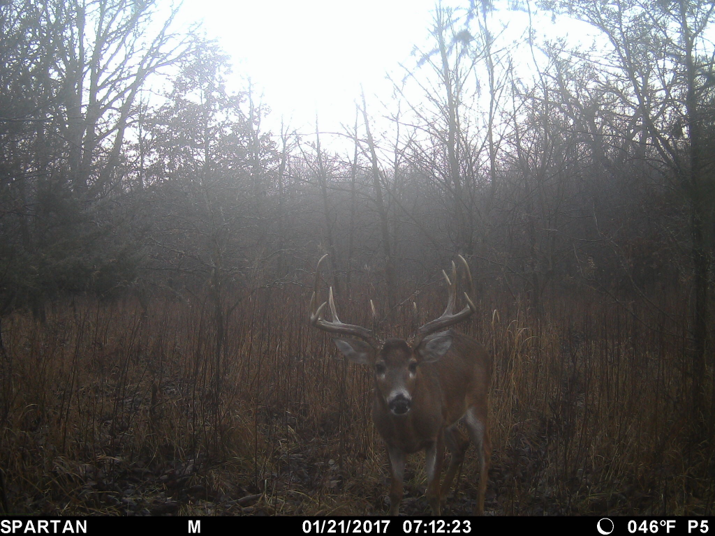 The Fork-Tined Buck - Higgins Outdoors