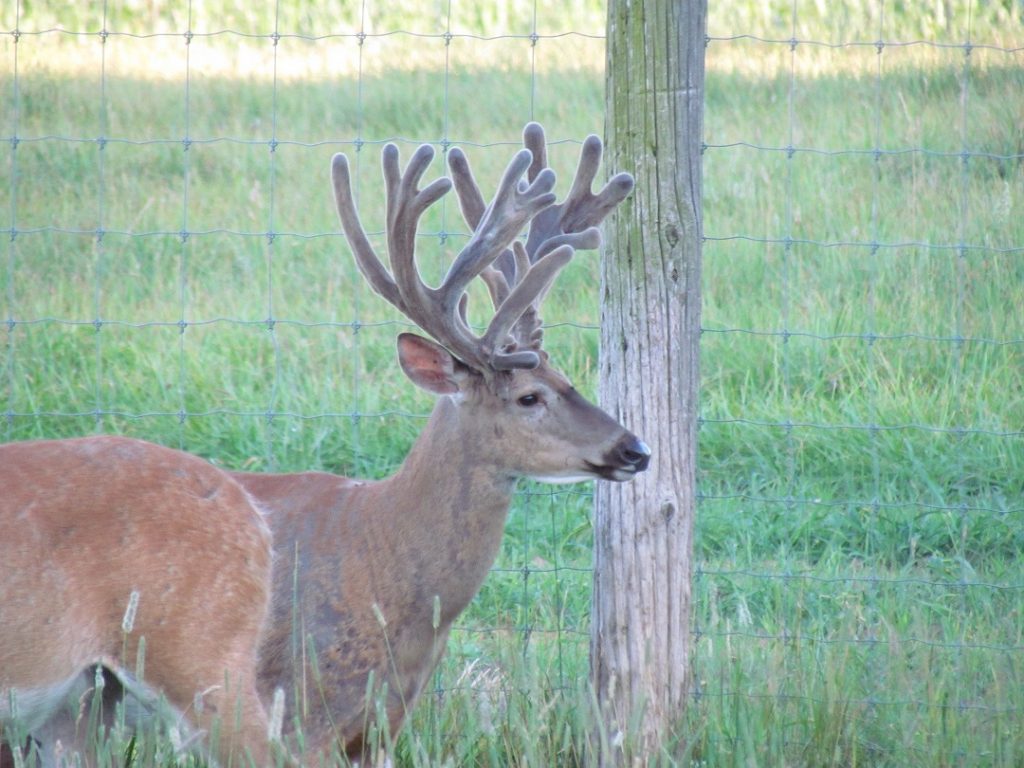 Understanding Antler Growth - Higgins Outdoors